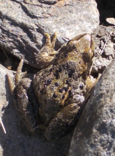 Measure Your Stride With Just 10 Steps | Walking 4 Fun